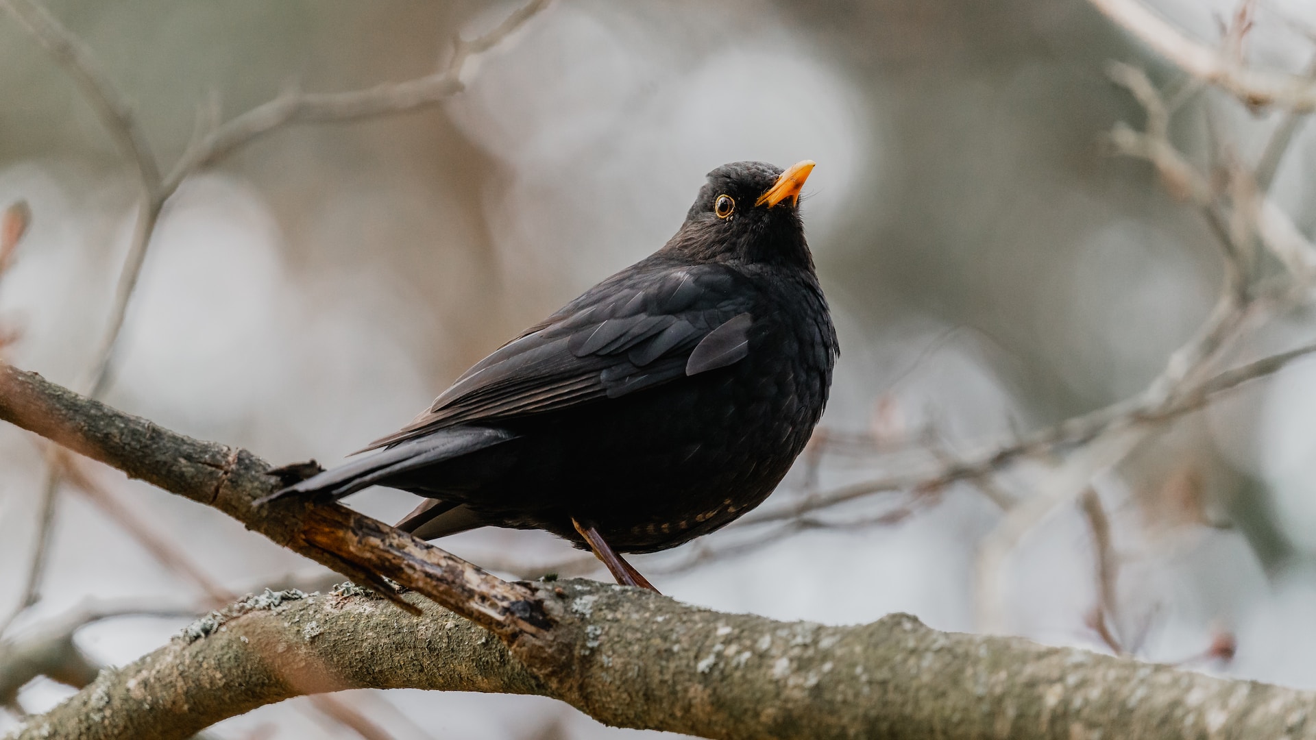 The pathology of co-infection with Usutu virus and Plasmodium spp. in ...